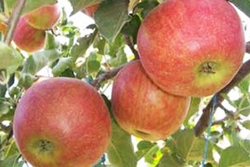 Especial Frutas